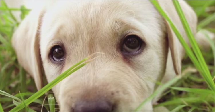 ΤΟ ΣΚΥΛΑΚΙ ΠΟΥ ΜΙΛΑ ΜΕ ΠΑΙΔΙΚΗ ΦΩΝΟΥΛΑ: ΔΕΝ ΜΠΟΡΕΣΑ ΝΑ ΜΕΓΑΛΩΣΩ ΓΙΑΤΙ ...