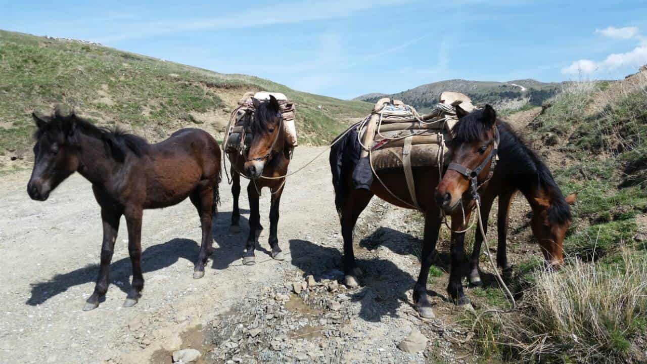 ΣΥΛΛΗΨΗ 6 ΑΛΒΑΝΩΝ ΜΕ 132 ΚΙΛΑ ΑΡΩΜΑΤΙΚΩΝ ΦΥΤΩΝ ΠΟΥ «ΞΗΛΩΣΑΝ» ΑΠΟ ΤΟΝ ...